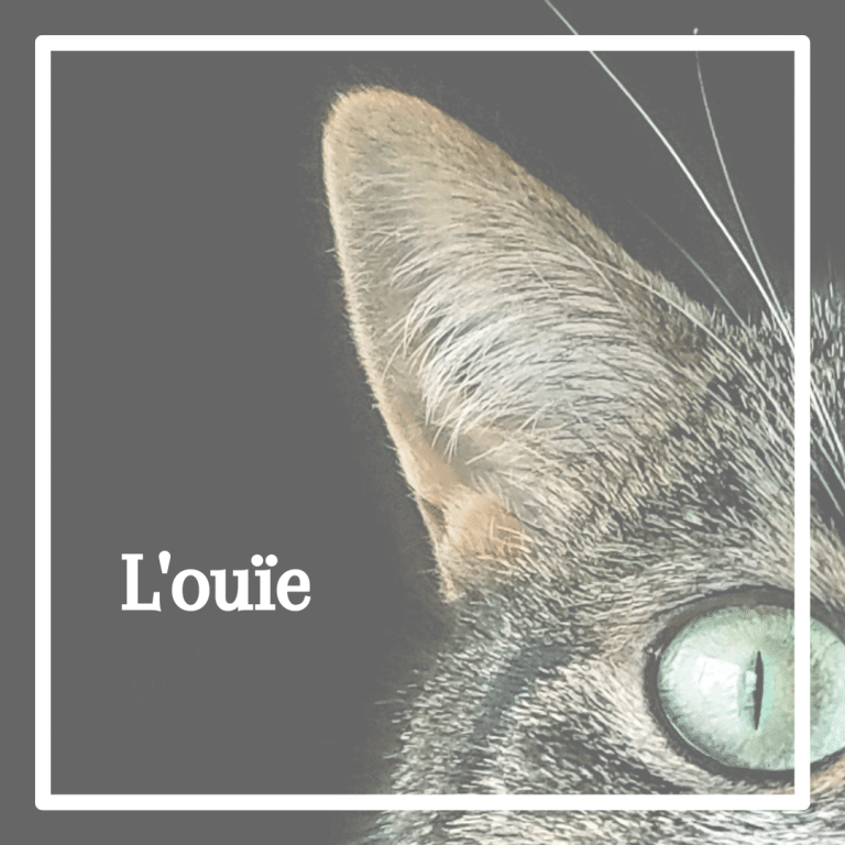 L'ouïe - Ma Comportementaliste